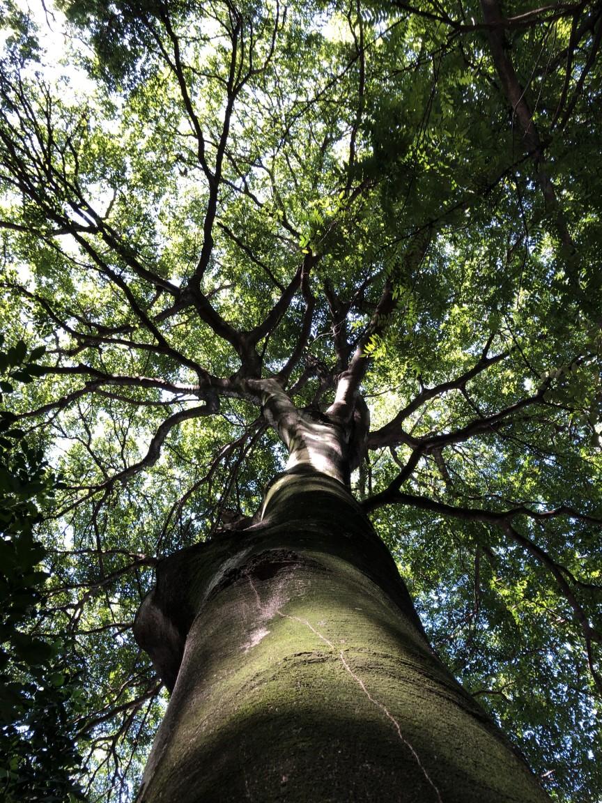Jatobá, tree planted and digitally identified by EcoArts