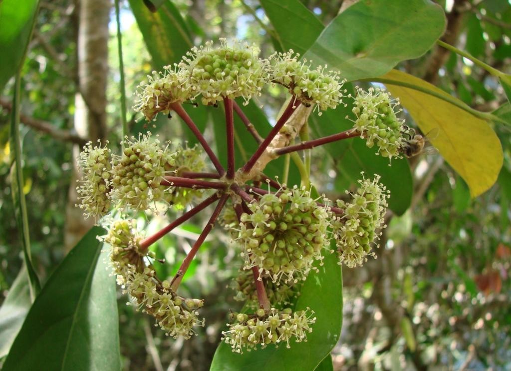 Maria-mole, tree planted and digitally identified by Athayde Alves ...